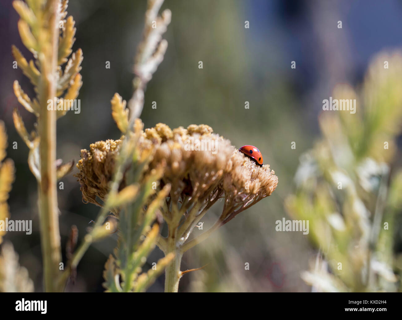 Red spotted ladybug hi-res stock photography and images - Alamy
