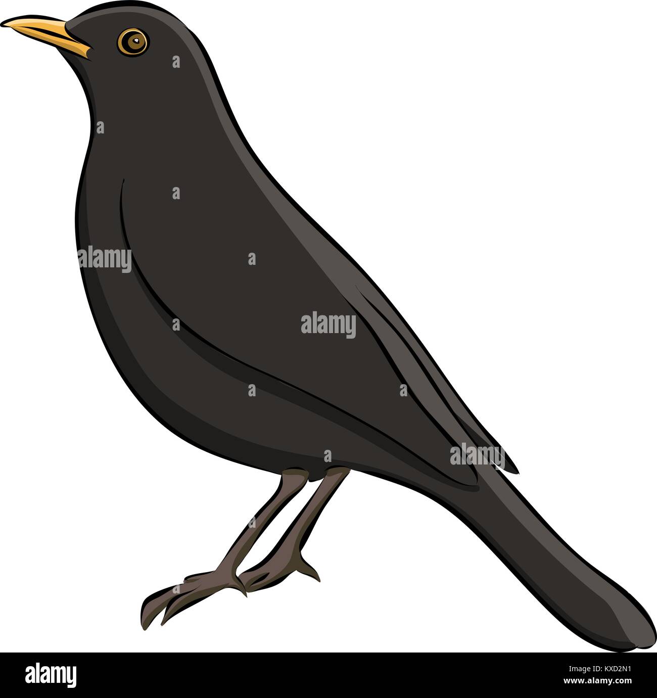 Hand drawn blackbird sketch, vector Stock Vector Image & Art - Alamy