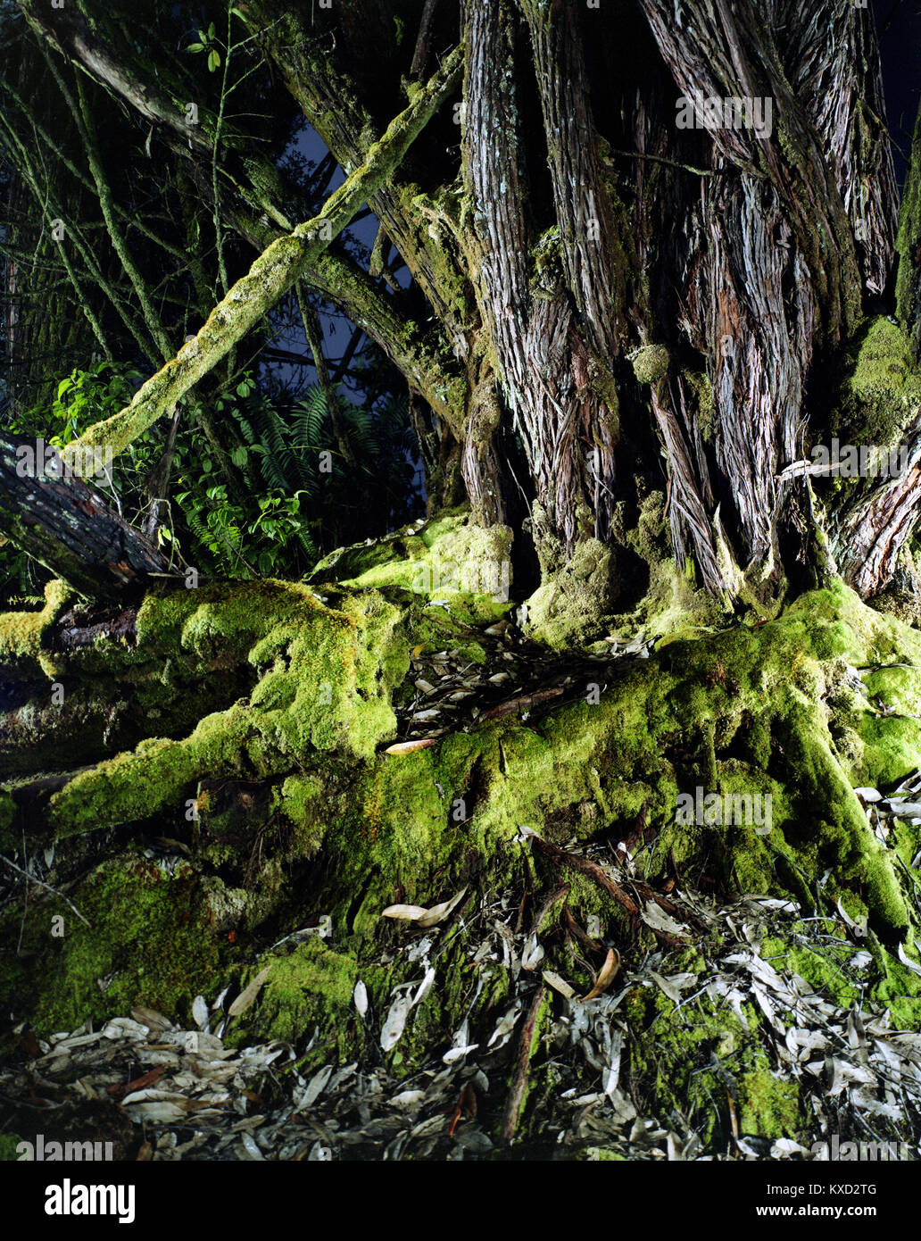 Moss tree trunk hi-res stock photography and images - Alamy