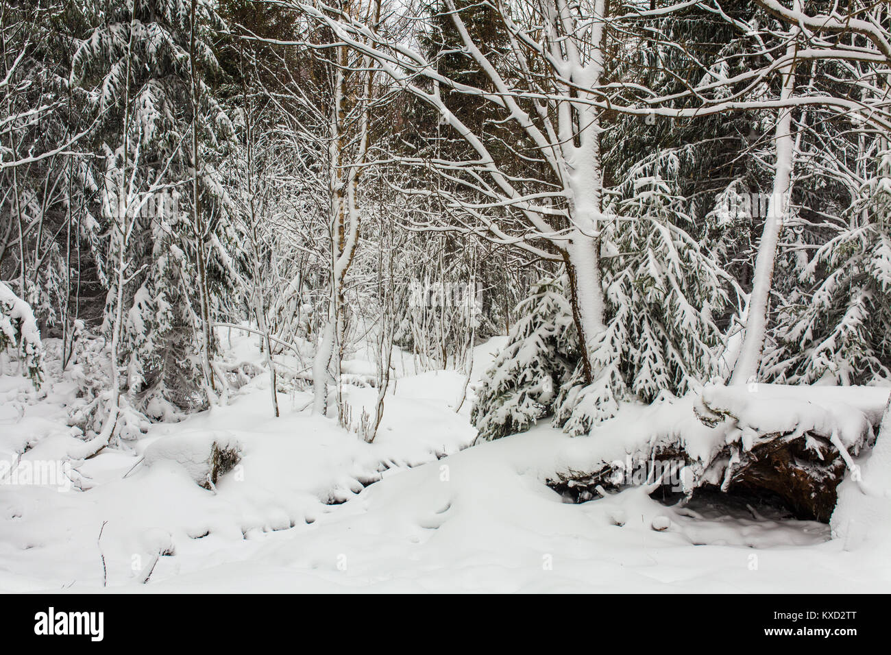 Ice forest night hi-res stock photography and images - Alamy