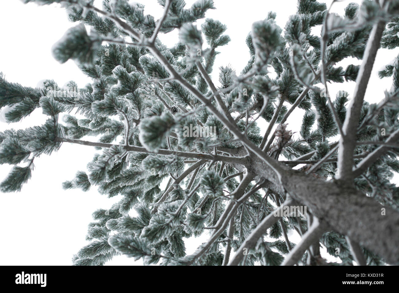 Branches of tree during snow hi-res stock photography and images - Alamy