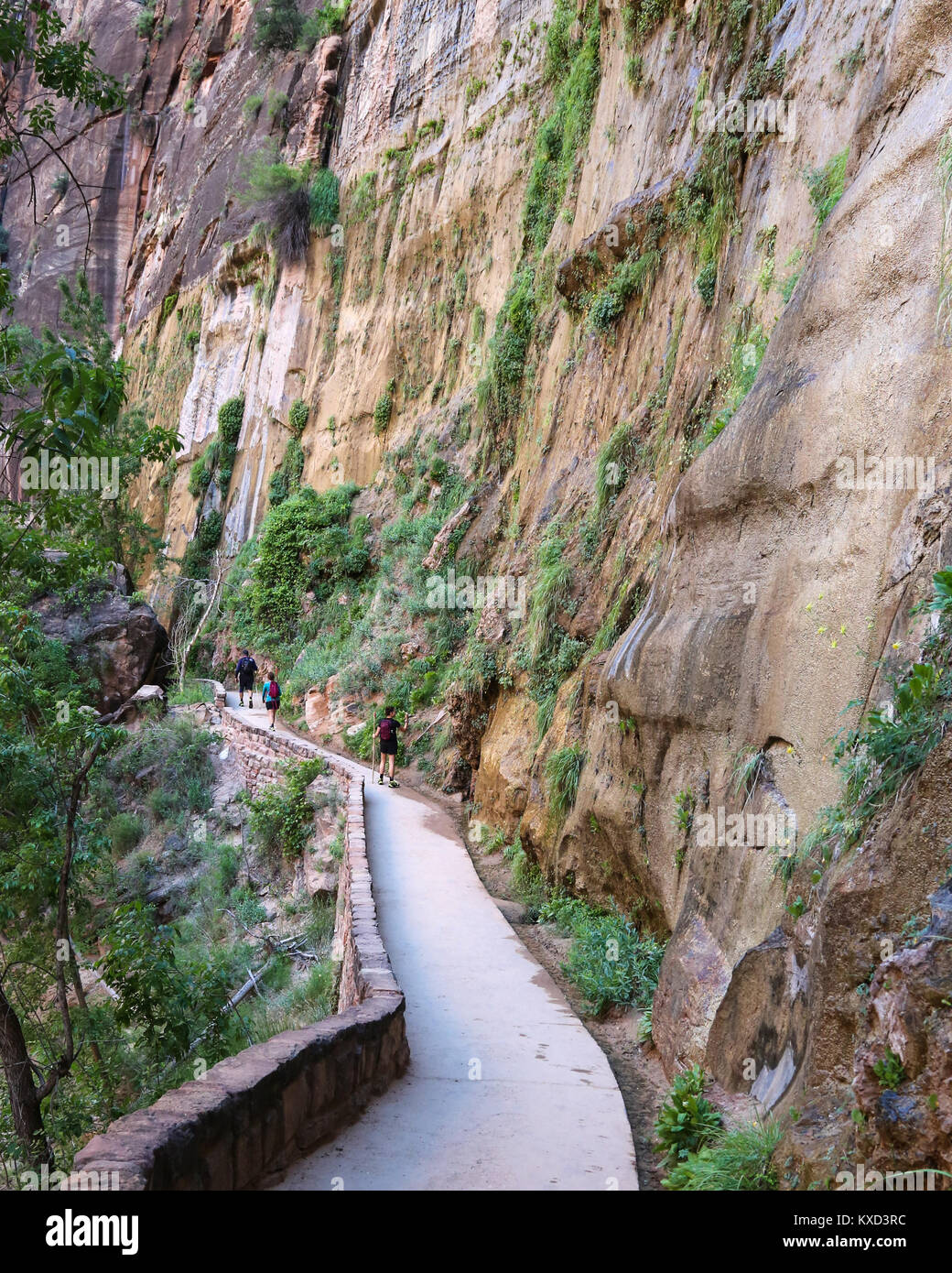 Riverside walk virgin river zion hi-res stock photography and images ...