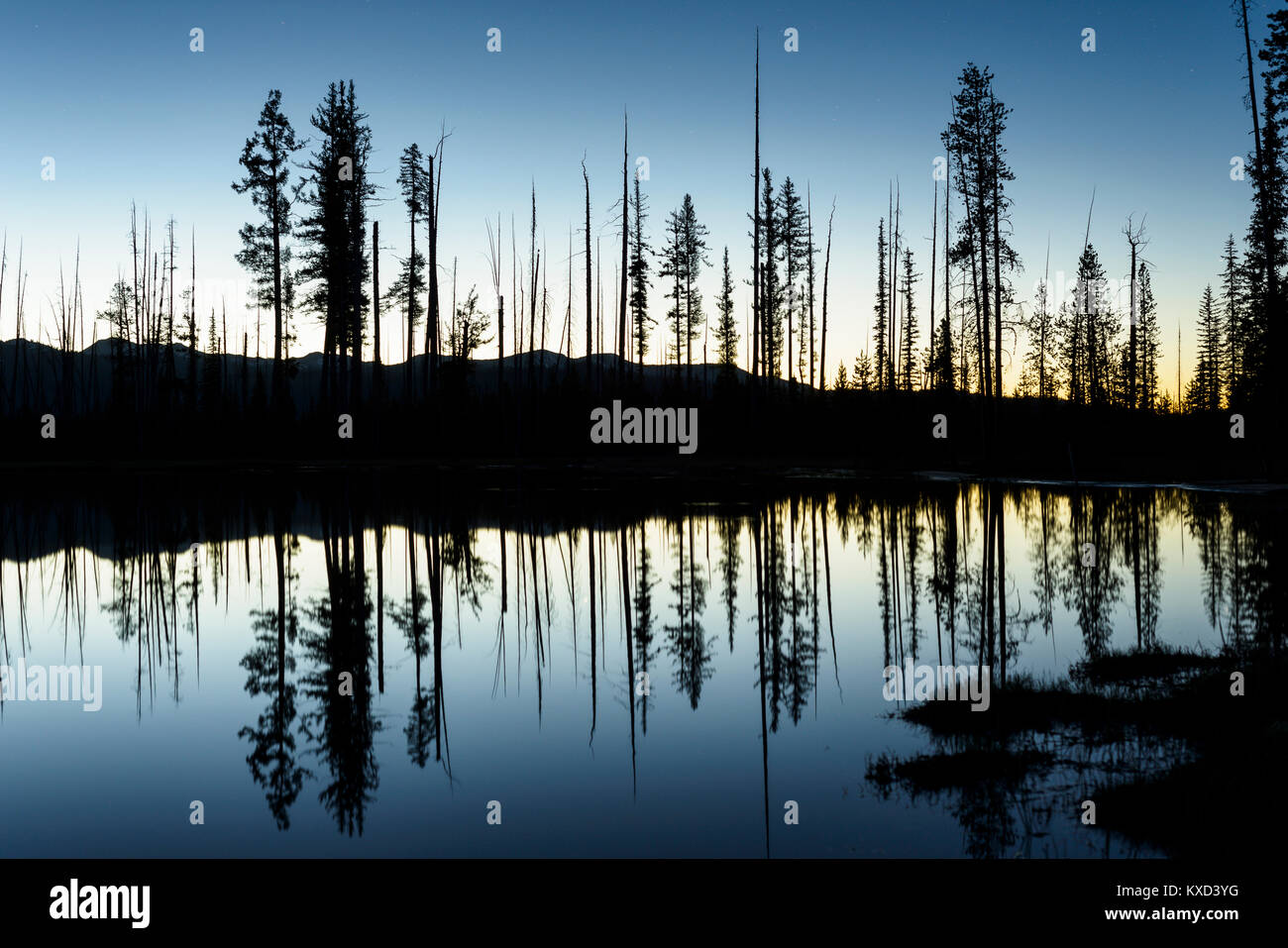 Symmetry view of silhouette trees by lake against clear sky during dusk ...