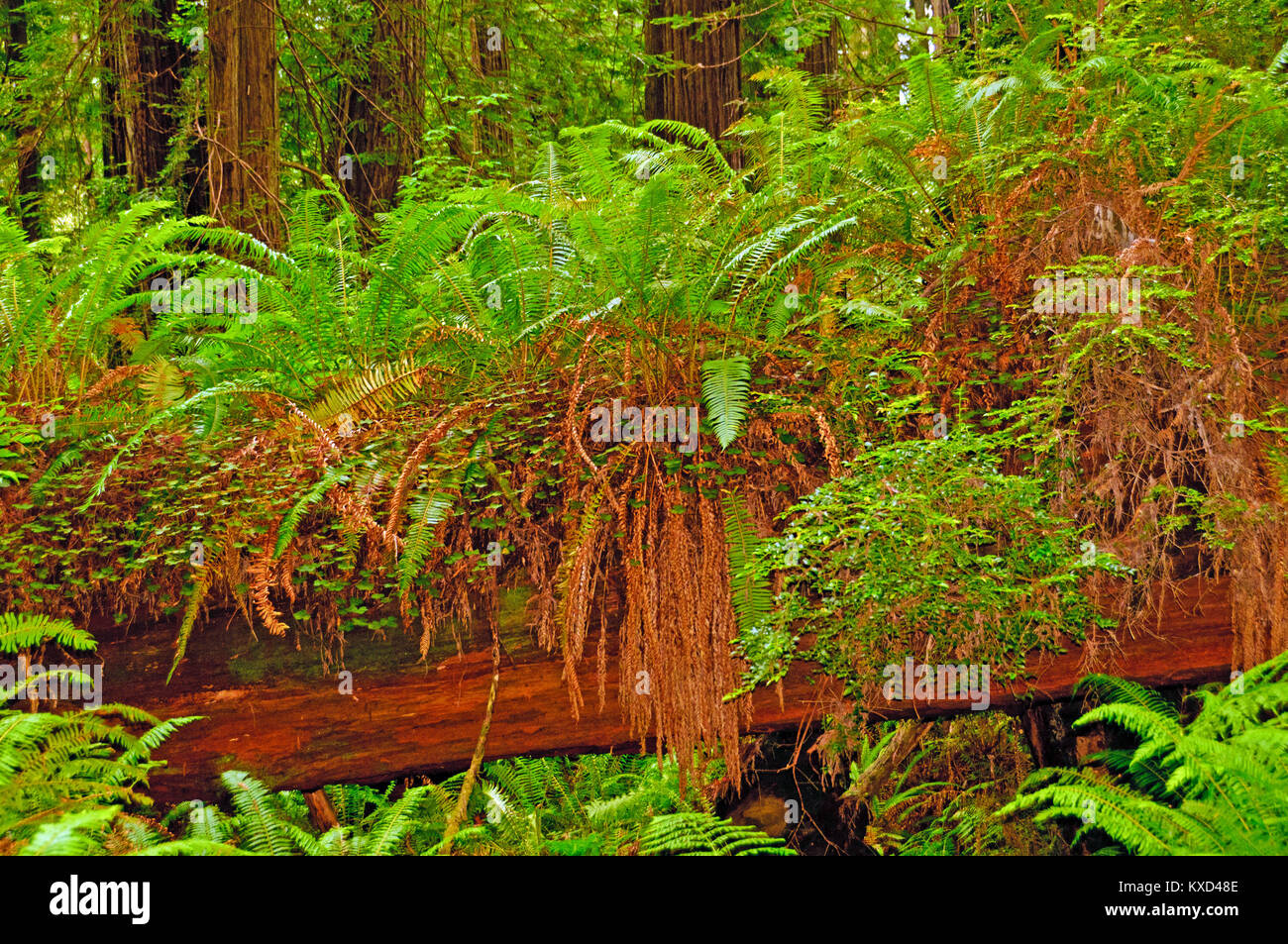 Ferns on a Coastal Redwood Log in California Stock Photo - Alamy