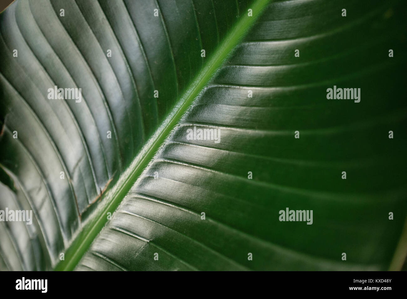 Close-up of leaf Stock Photo - Alamy