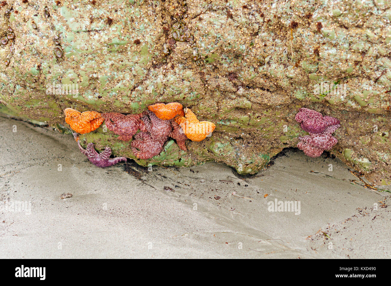 Starfish california hi-res stock photography and images - Alamy