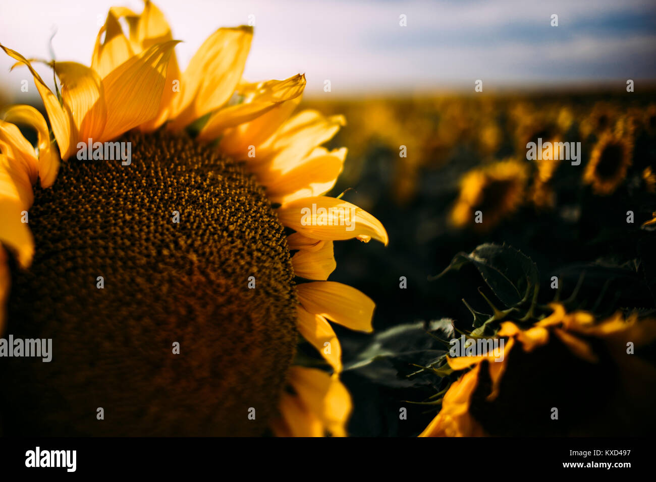 Sunflowers nature hi-res stock photography and images - Alamy