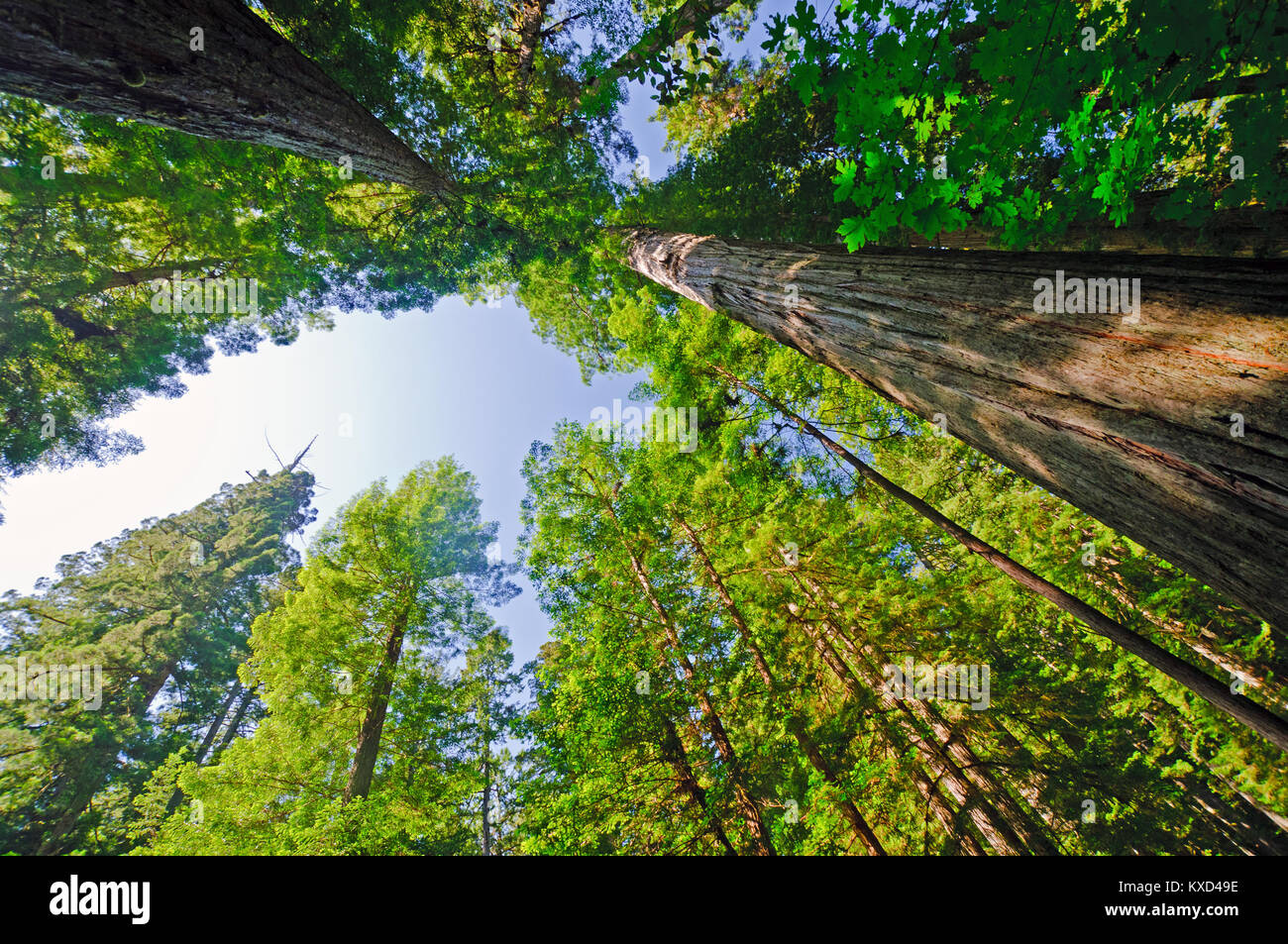 Coatal redwood hi-res stock photography and images - Alamy