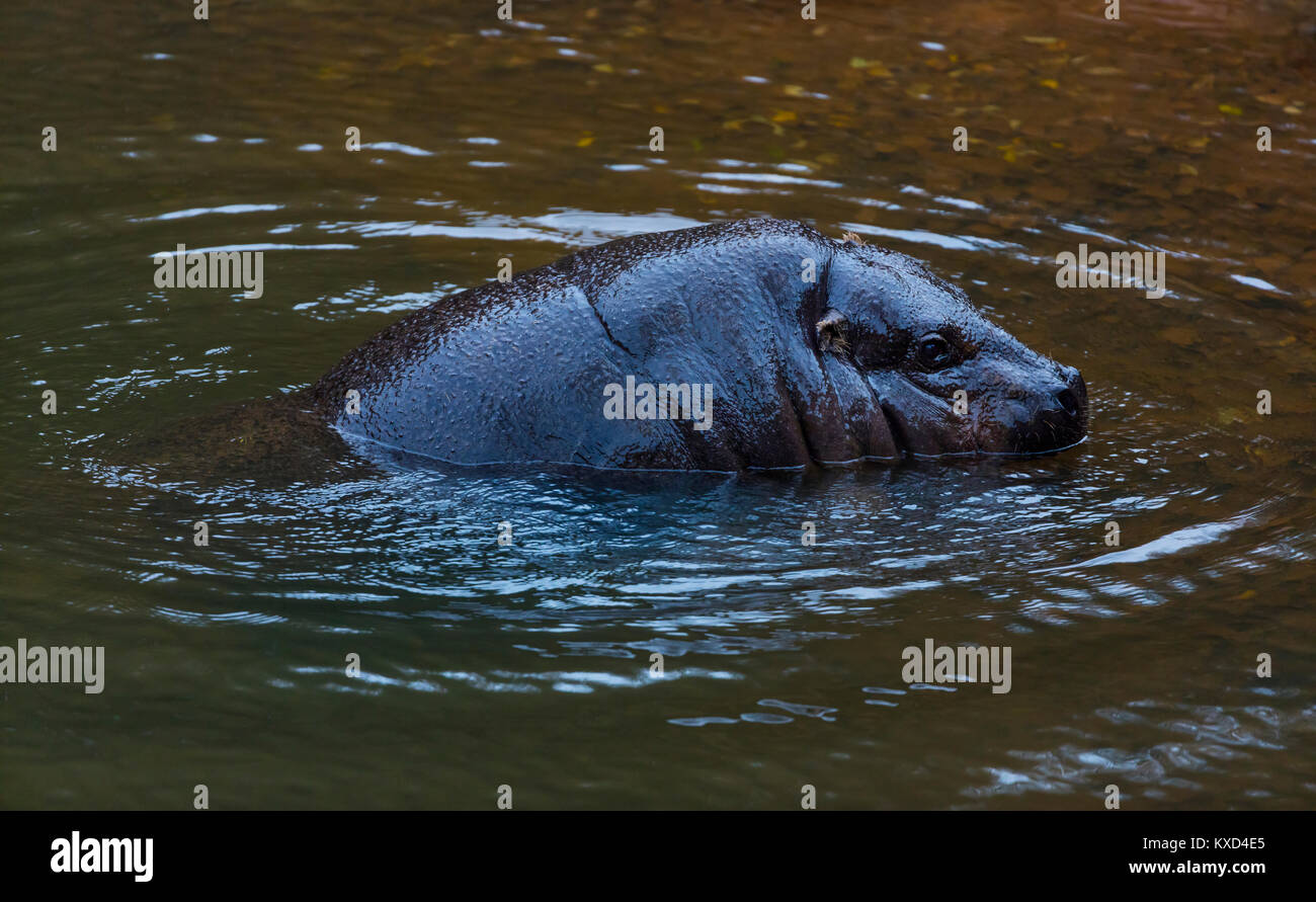 Pygmy hippopotamus (Choeropsis liberiensis or Hexaprotodon liberiensis ...