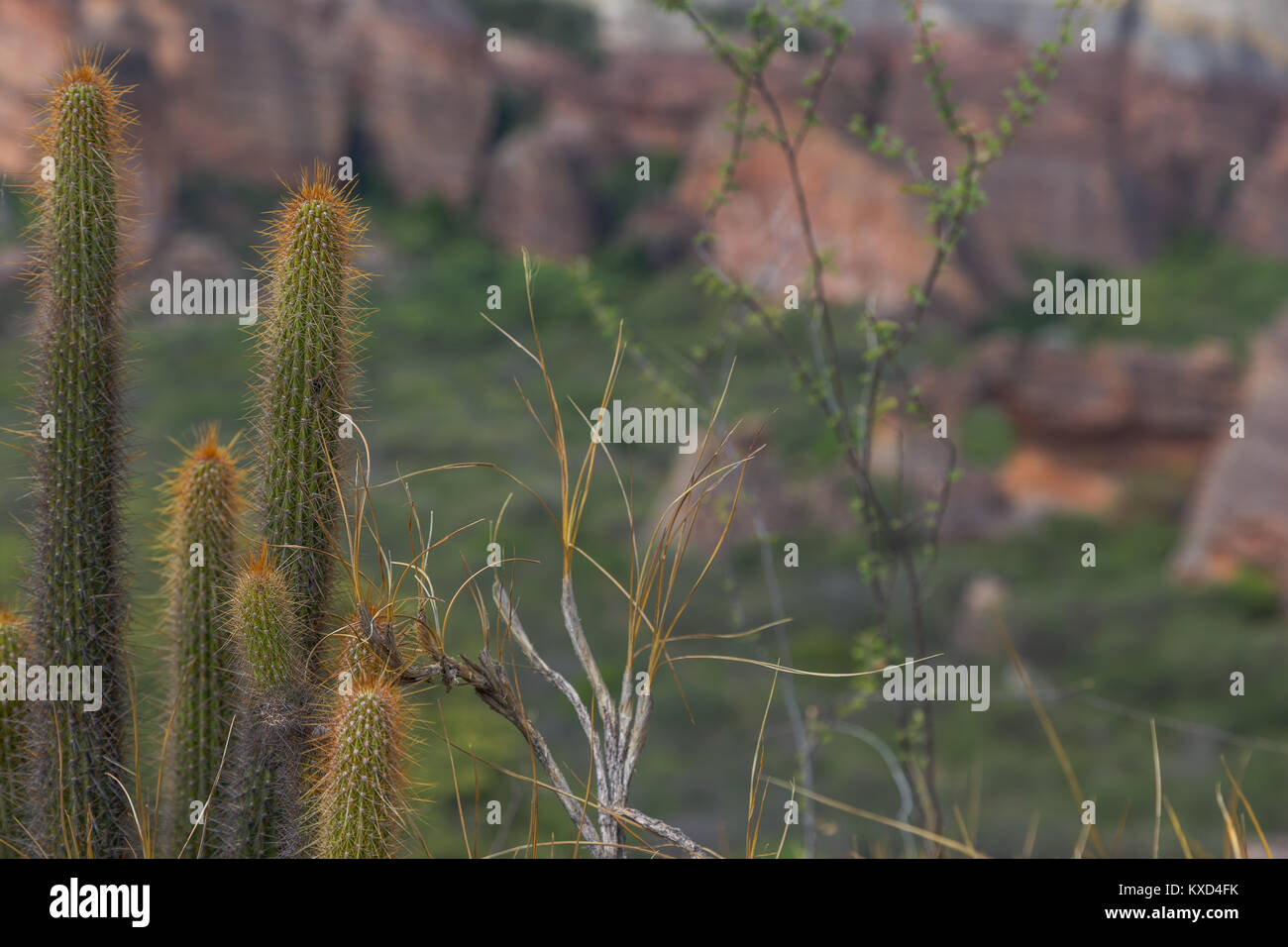 Leafy Catinga in Serra da Capivara Stock Photo - Alamy