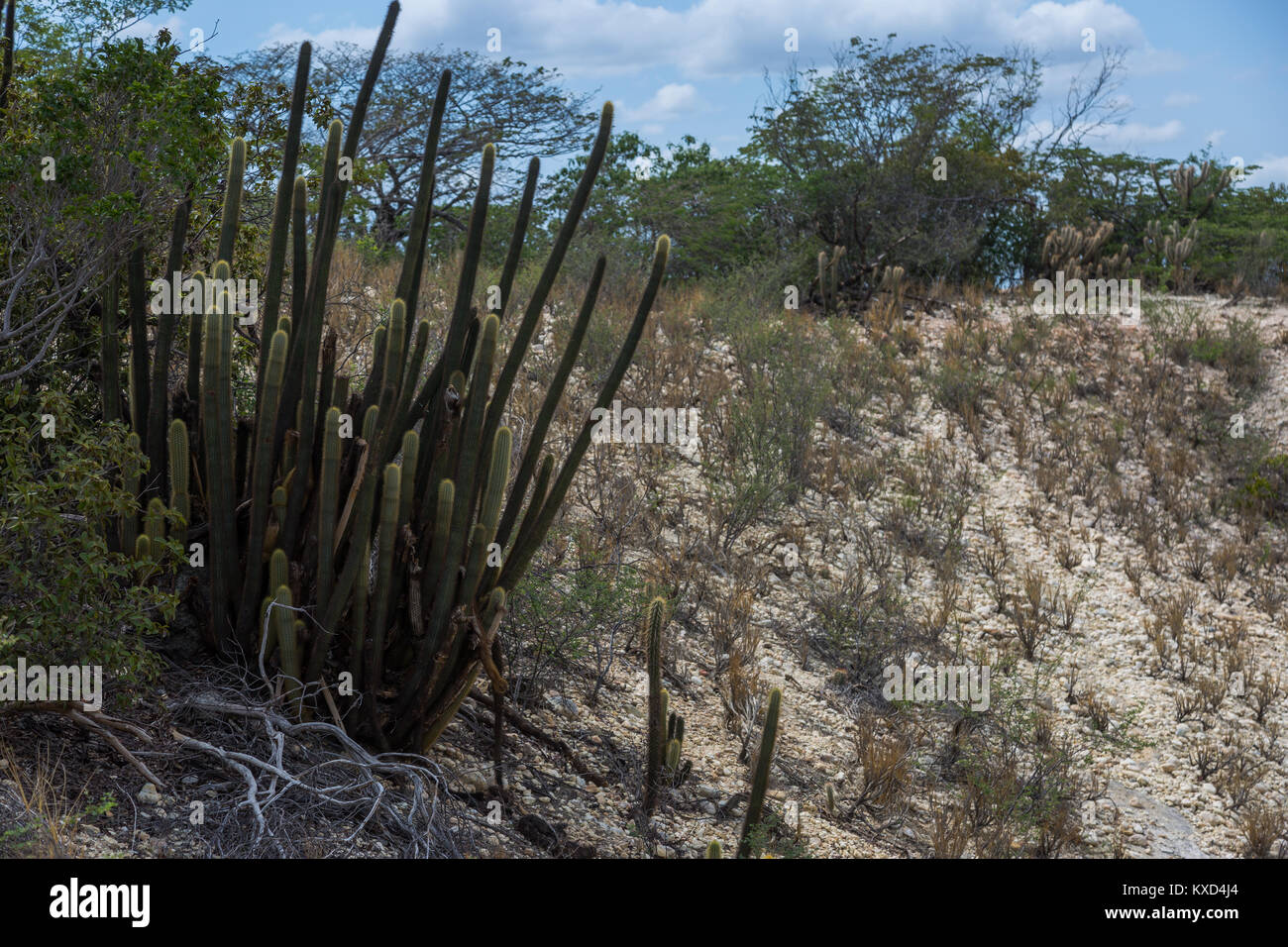 Leafy Catinga in Serra da Capivara Stock Photo - Alamy