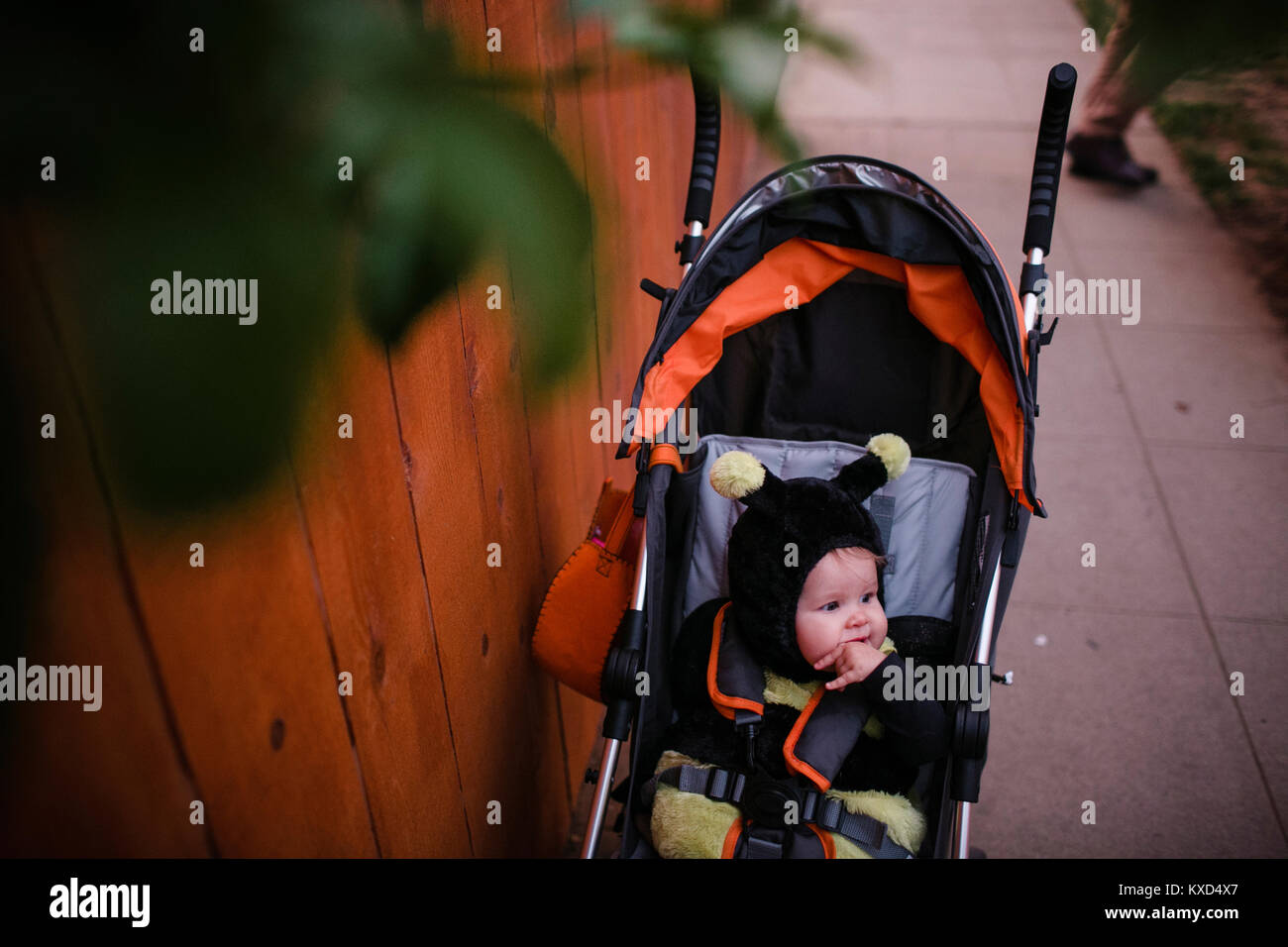 Baby bee hi-res stock photography and images - Alamy