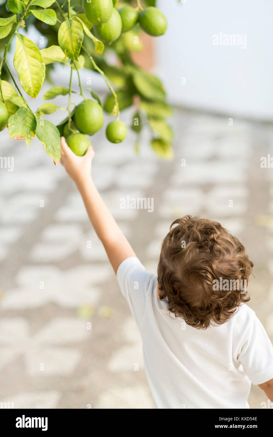 Color photograph of a child picking a lemon from the branch of a lemon ...