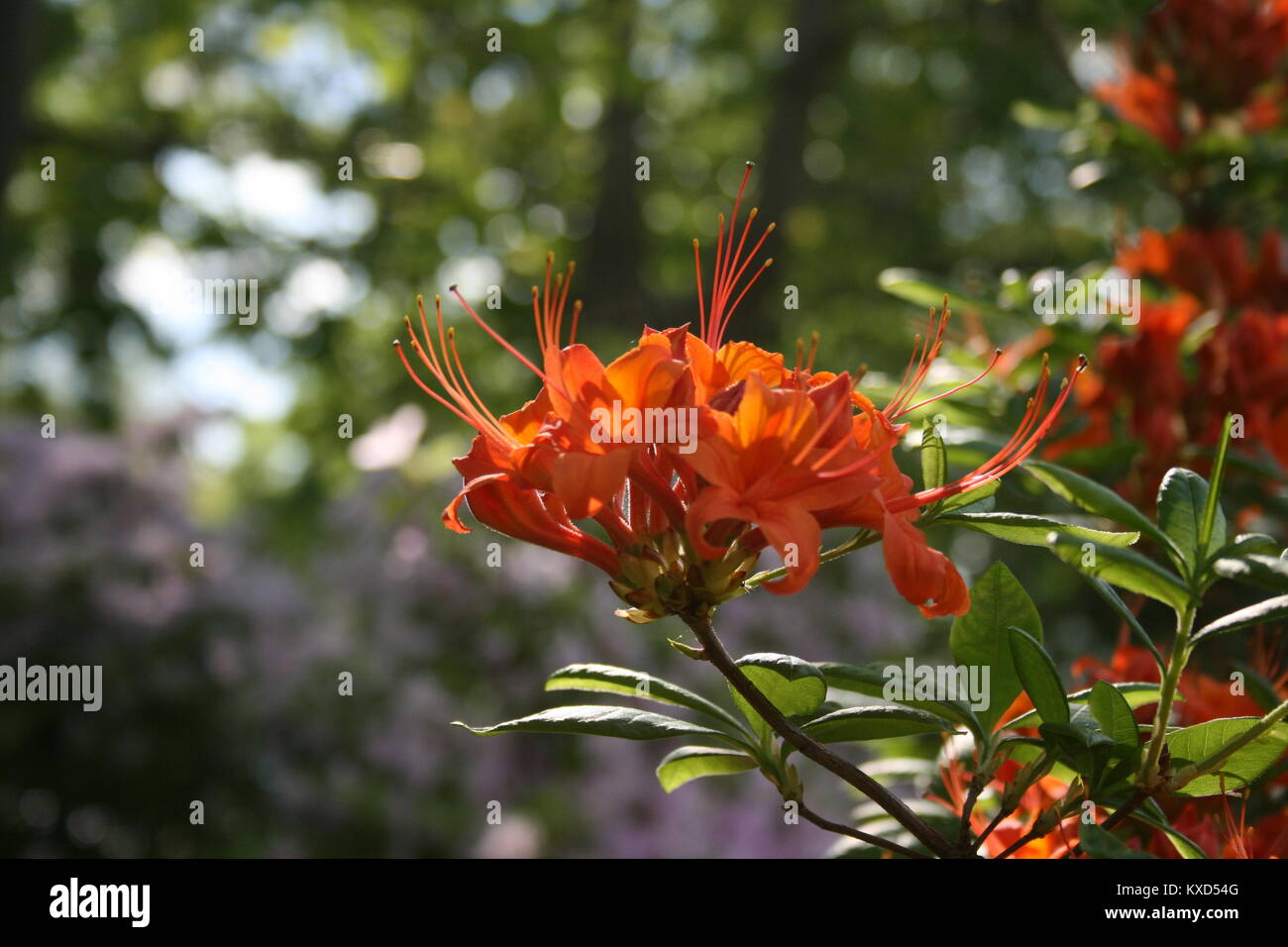 Orange Azalea in Fairmount Park, Philadelphia, Pennsylvania Stock Photo ...