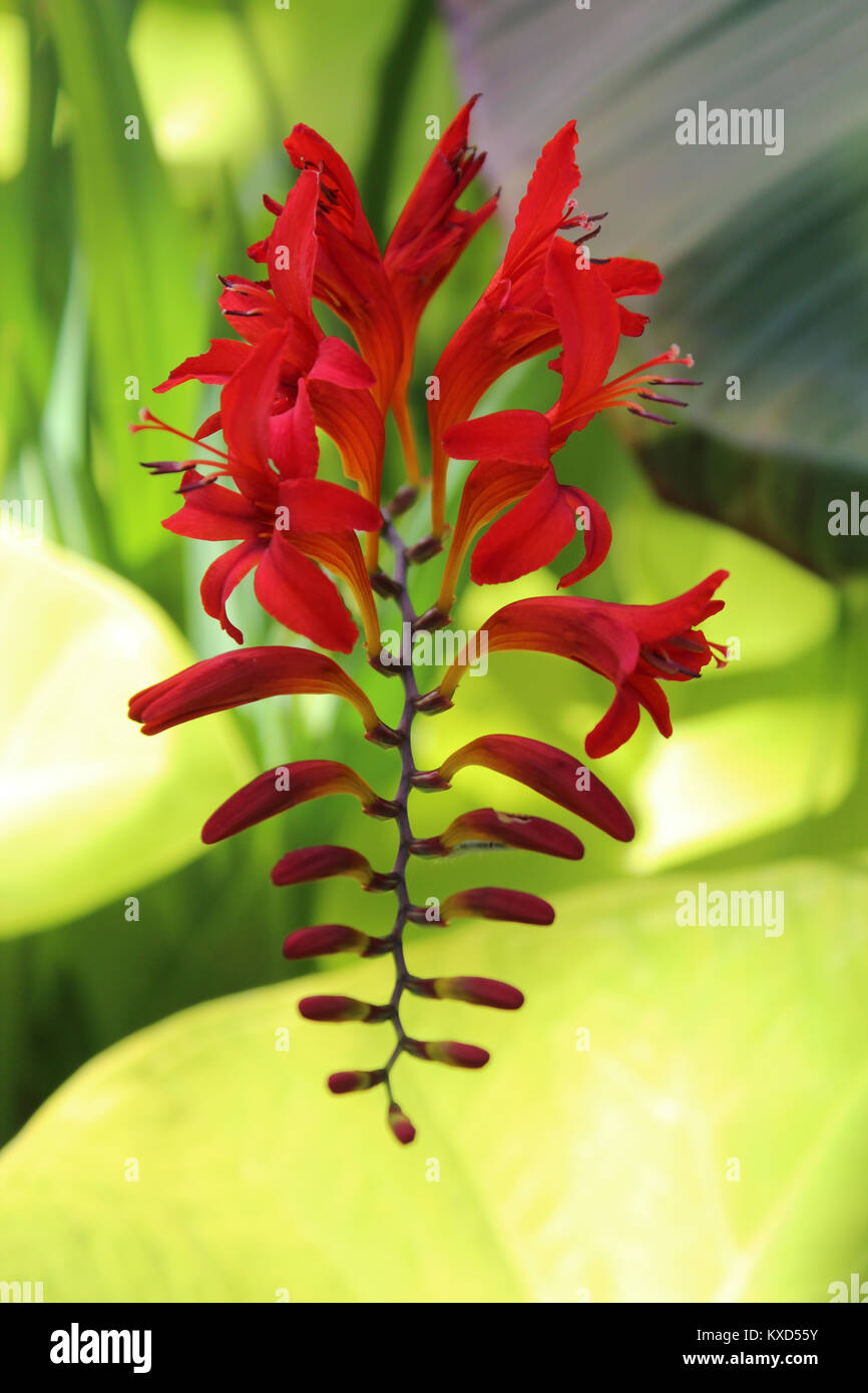 Red fan-shaped blossoms photographed in Long Island Stock Photo - Alamy