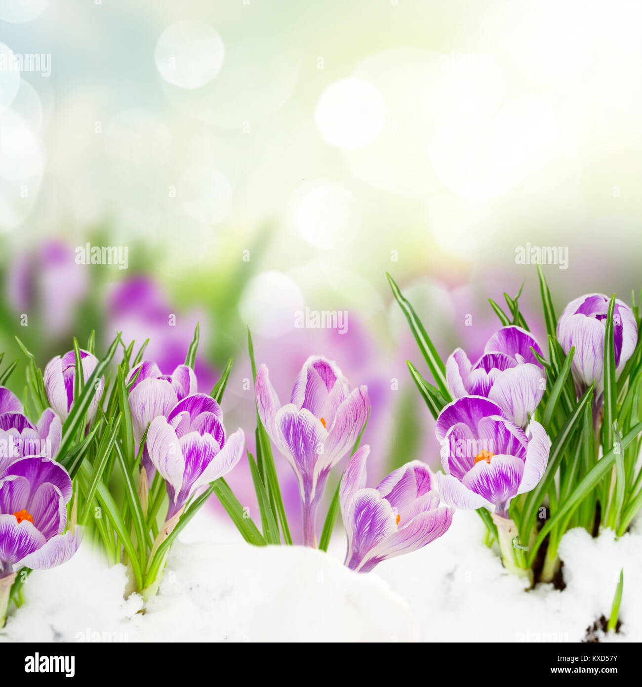 spring crocuses flowers under snow on garden bokeh background Stock ...