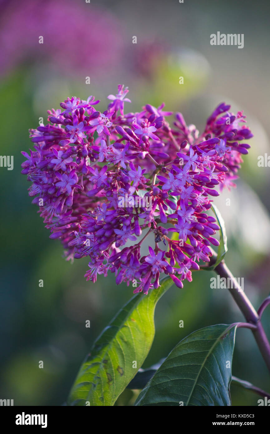 Fuchsia arborescens hi-res stock photography and images - Alamy