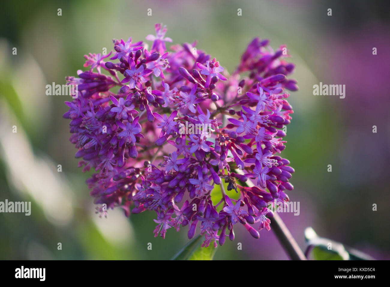 Fuchsia arborescens hi-res stock photography and images - Alamy