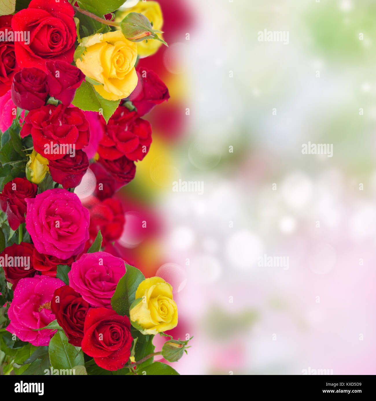 multcolored garden roses on a garden background Stock Photo - Alamy