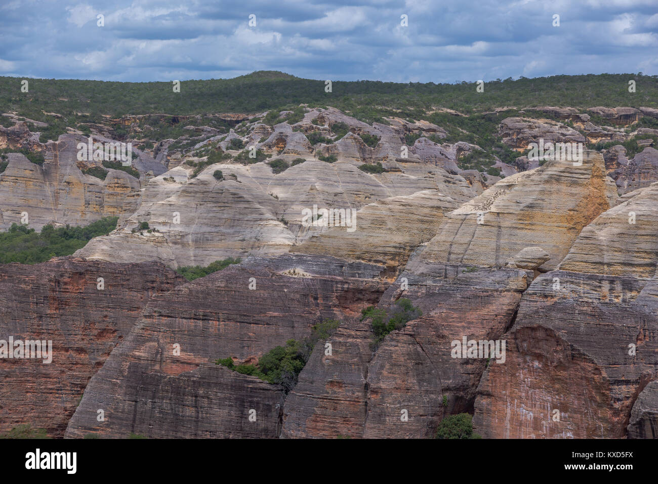 Leafy Catinga in Serra da Capivara Stock Photo - Alamy