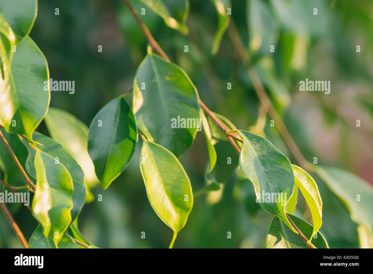 Young Tree Branches Fresh Green Leaves Botanical Foliage Background ...