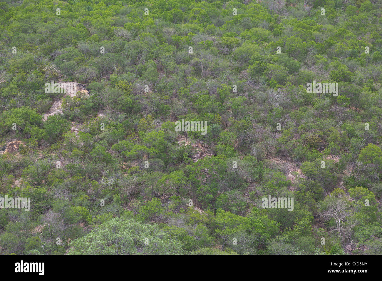 Leafy Catinga in Serra da Capivara Stock Photo - Alamy