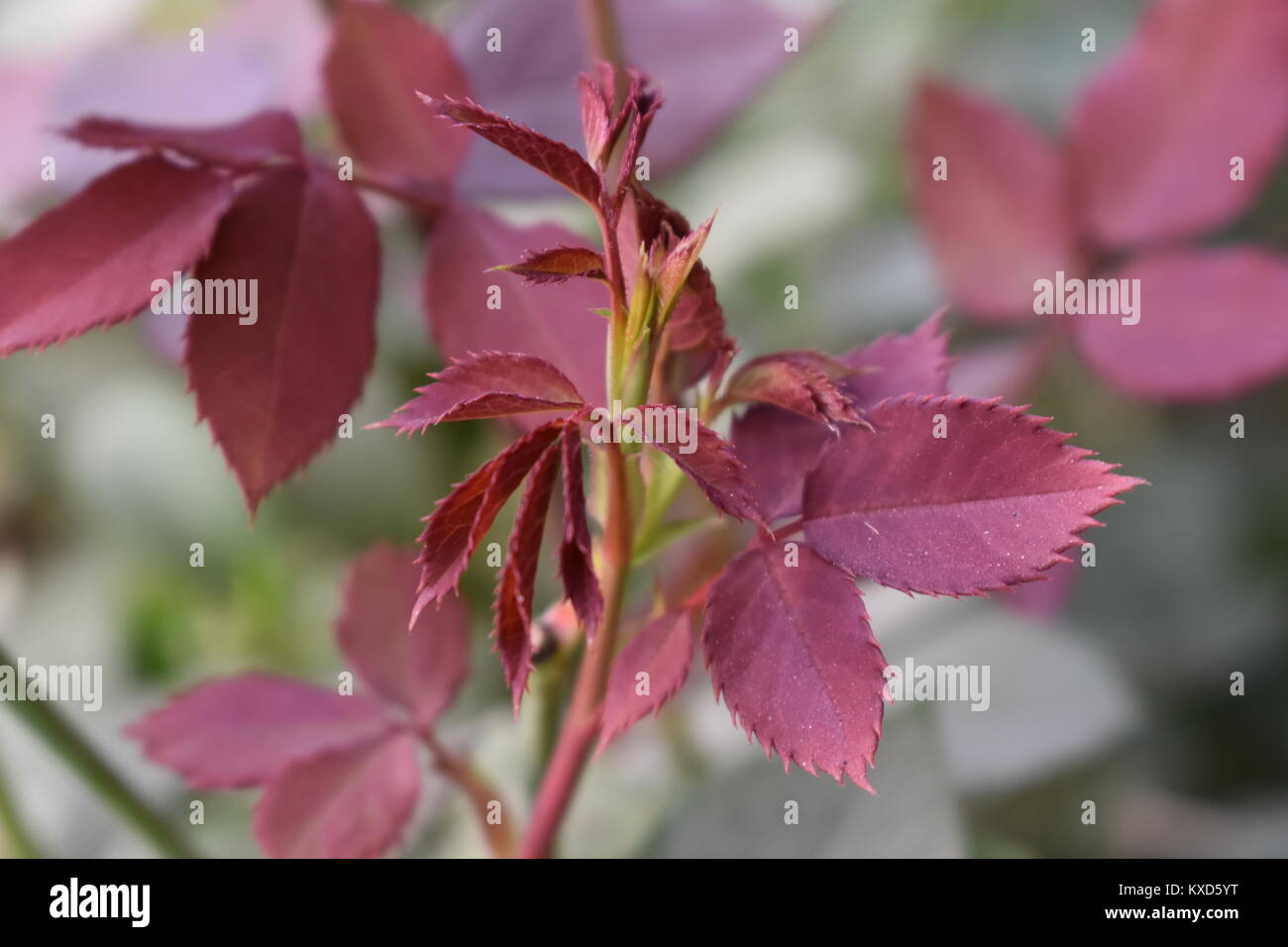 beauty of natural leaves Stock Photo - Alamy