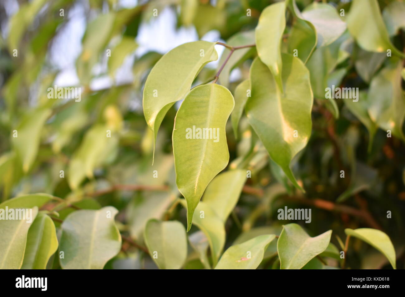 beauty of natural leaves Stock Photo - Alamy