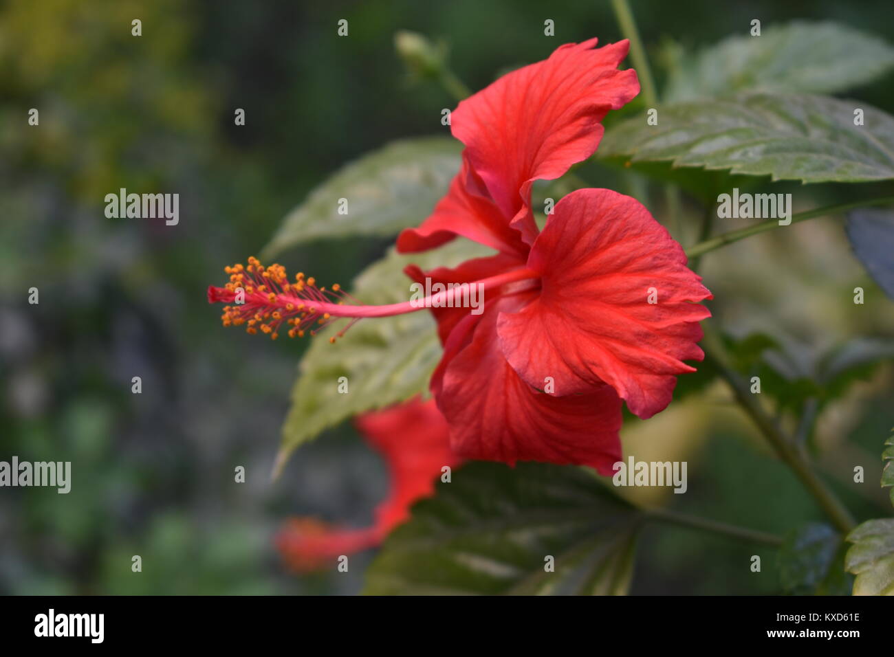 beauty of natural flowers Stock Photo - Alamy