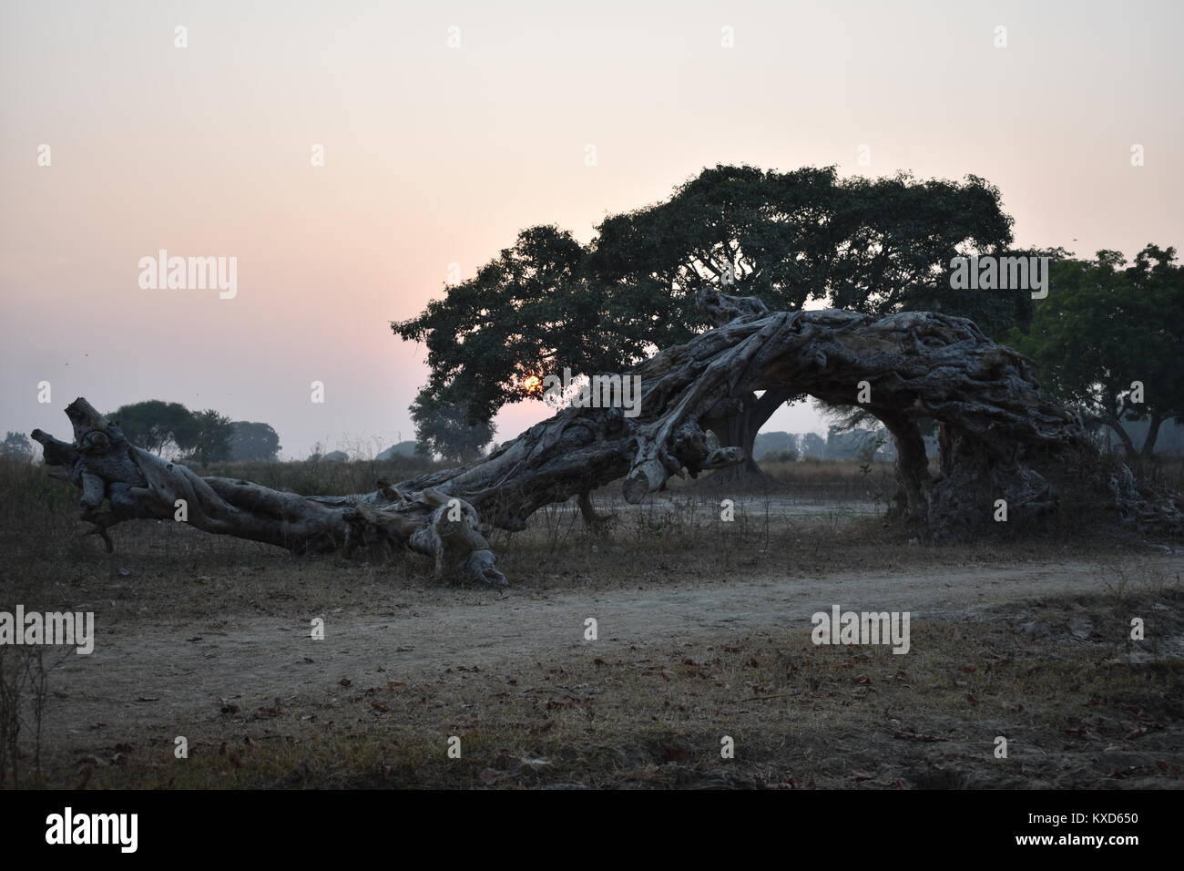 an ancient tree fallen in the ground Stock Photo - Alamy