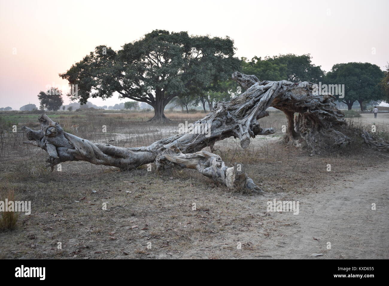 an ancient tree fallen in the ground Stock Photo - Alamy
