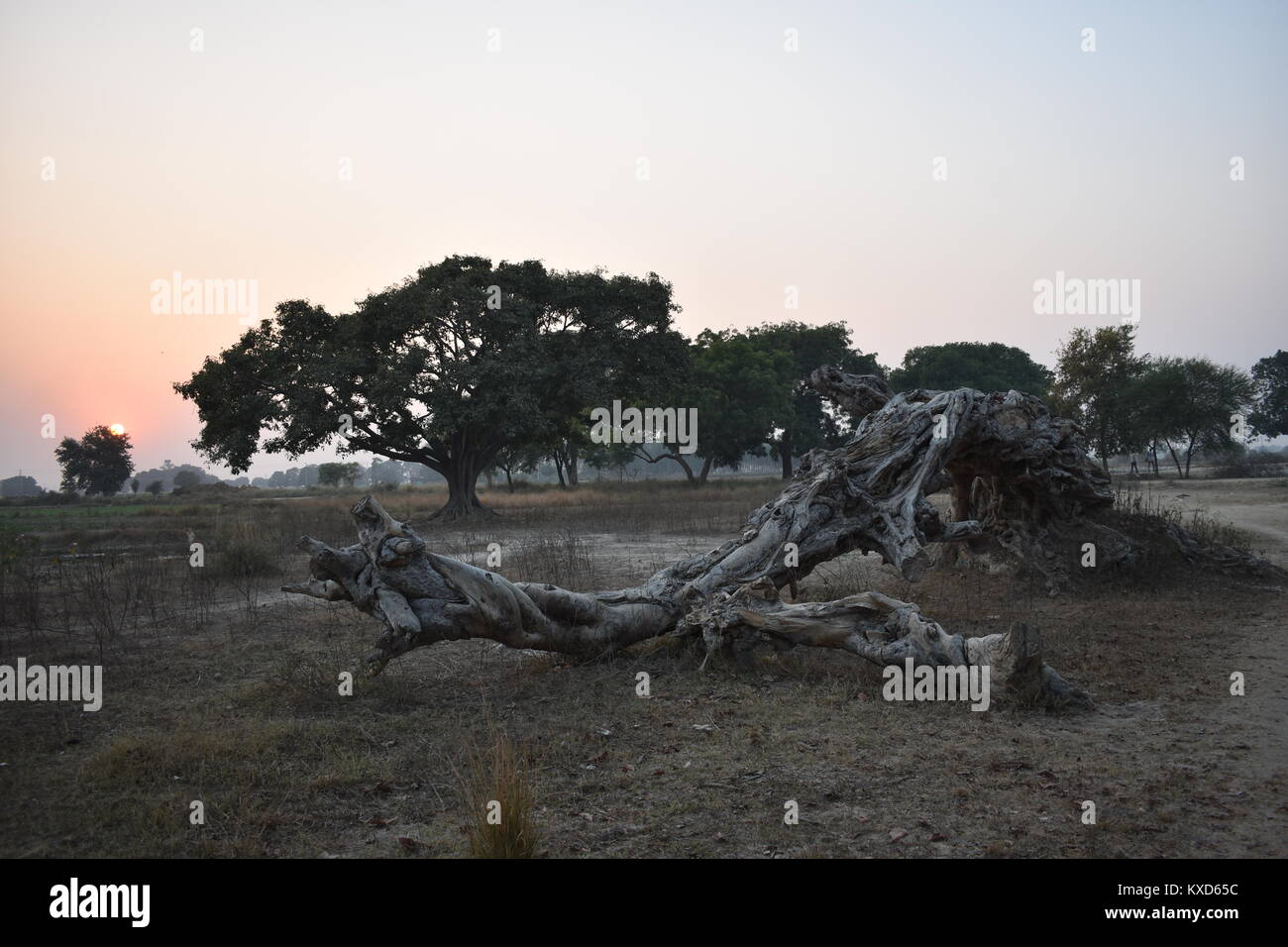 Fallen tree in desert hi-res stock photography and images - Alamy