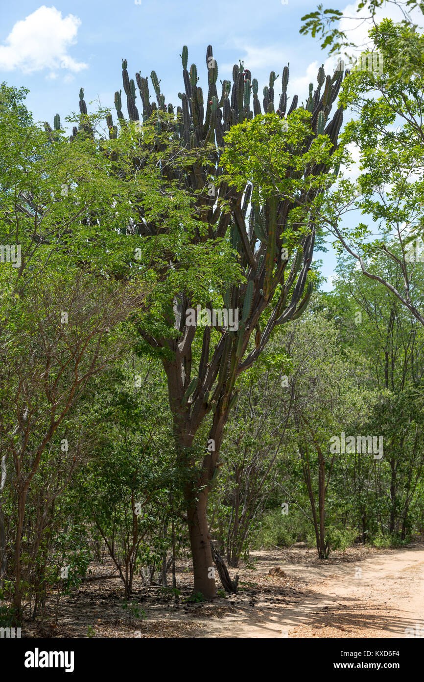 Leafy Catinga in Serra da Capivara Stock Photo - Alamy