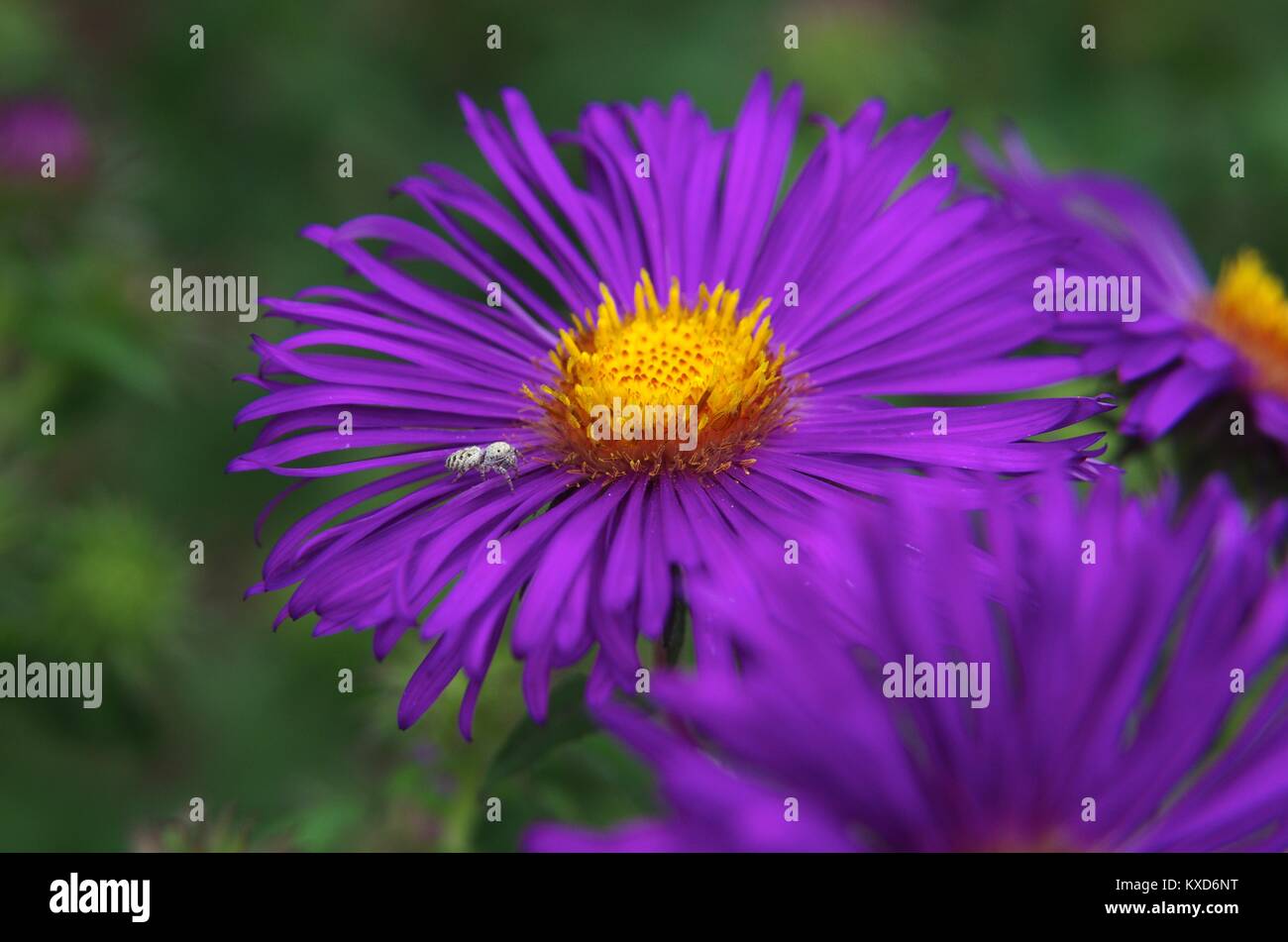 Spider on September Ruby Aster Stock Photo - Alamy