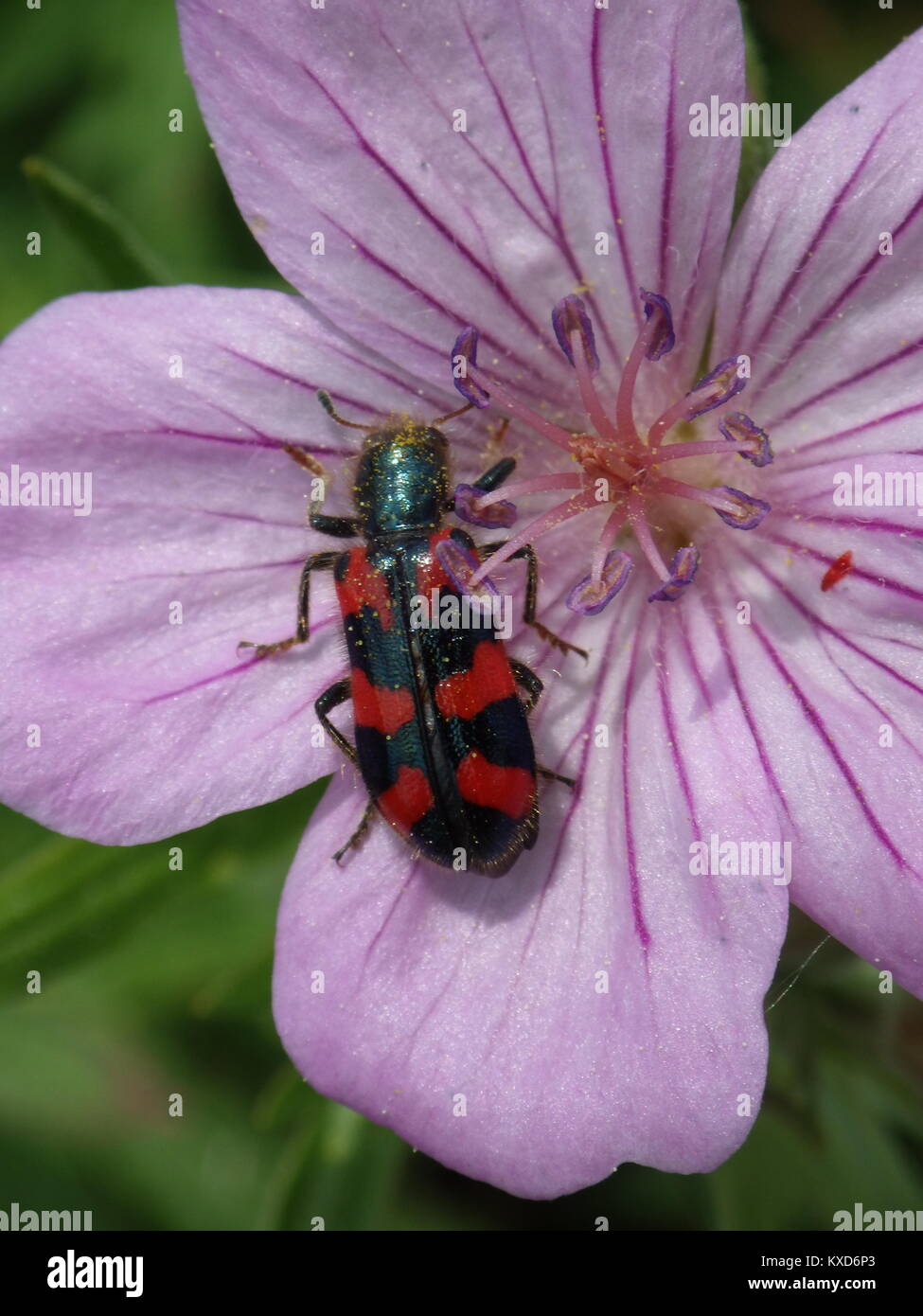 Beetle pollination hi-res stock photography and images - Alamy