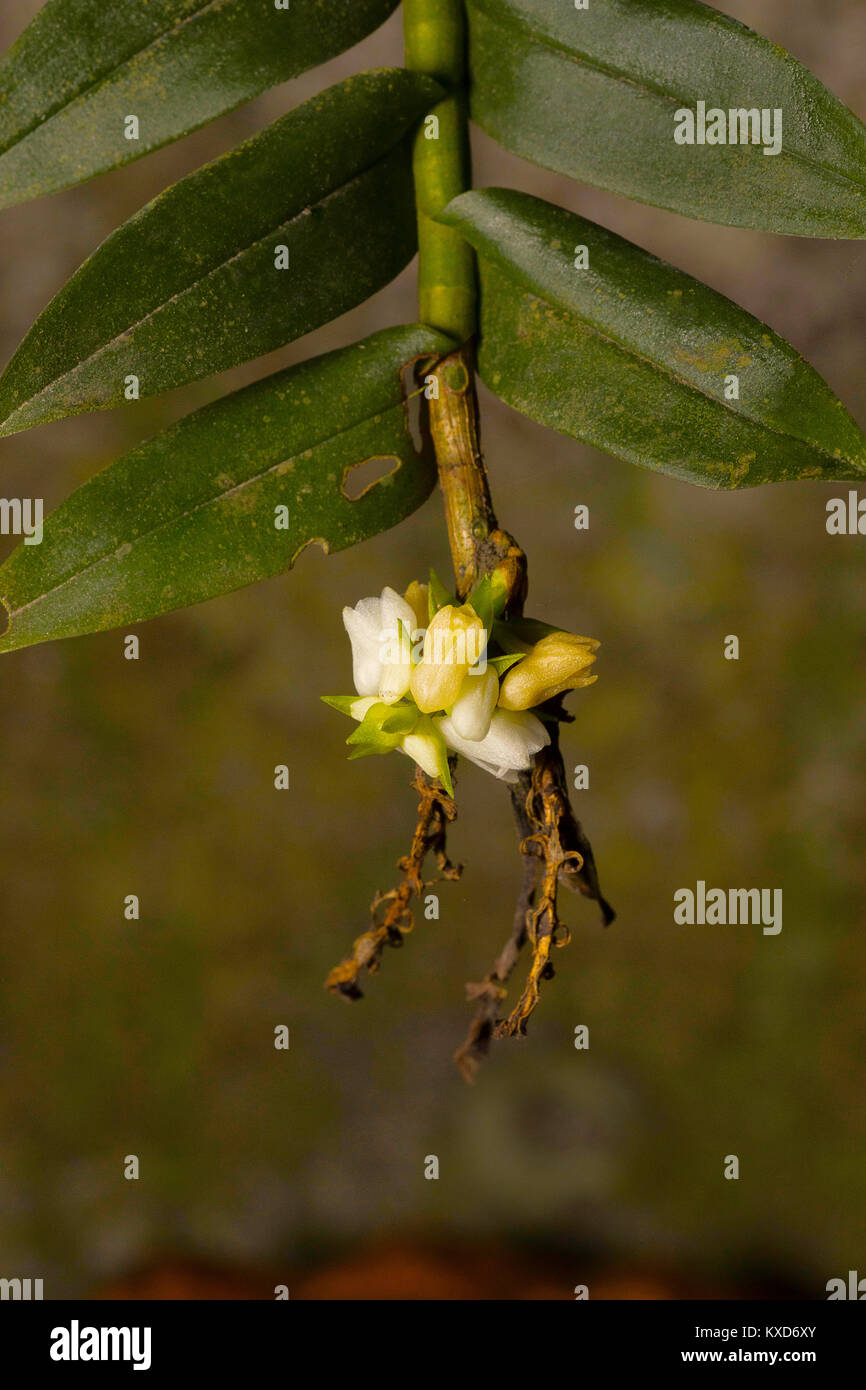 Appendicula cornuta, Orchid, Durgapur village, Nagaland, India Stock ...