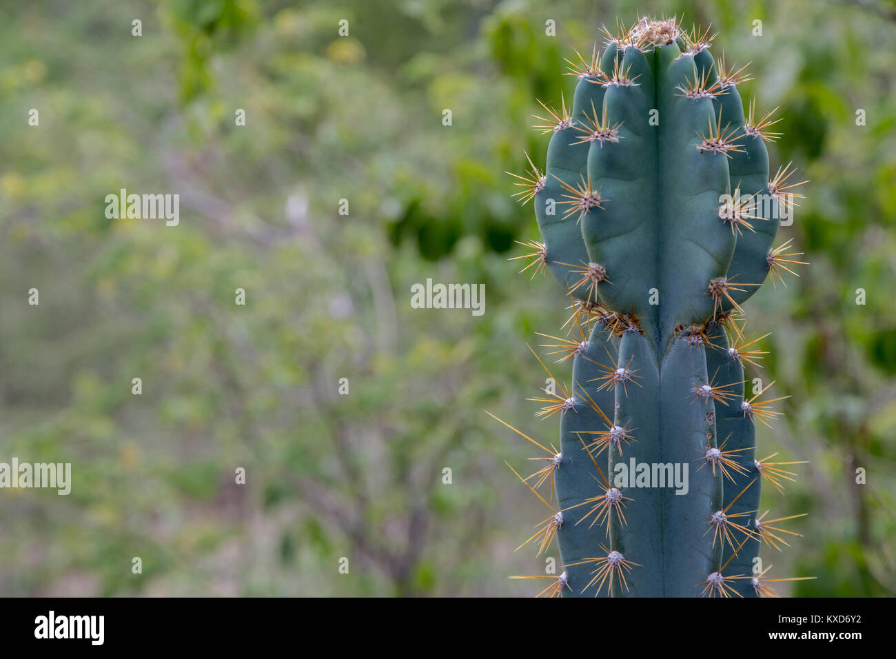 Leafy Catinga in Serra da Capivara Stock Photo - Alamy