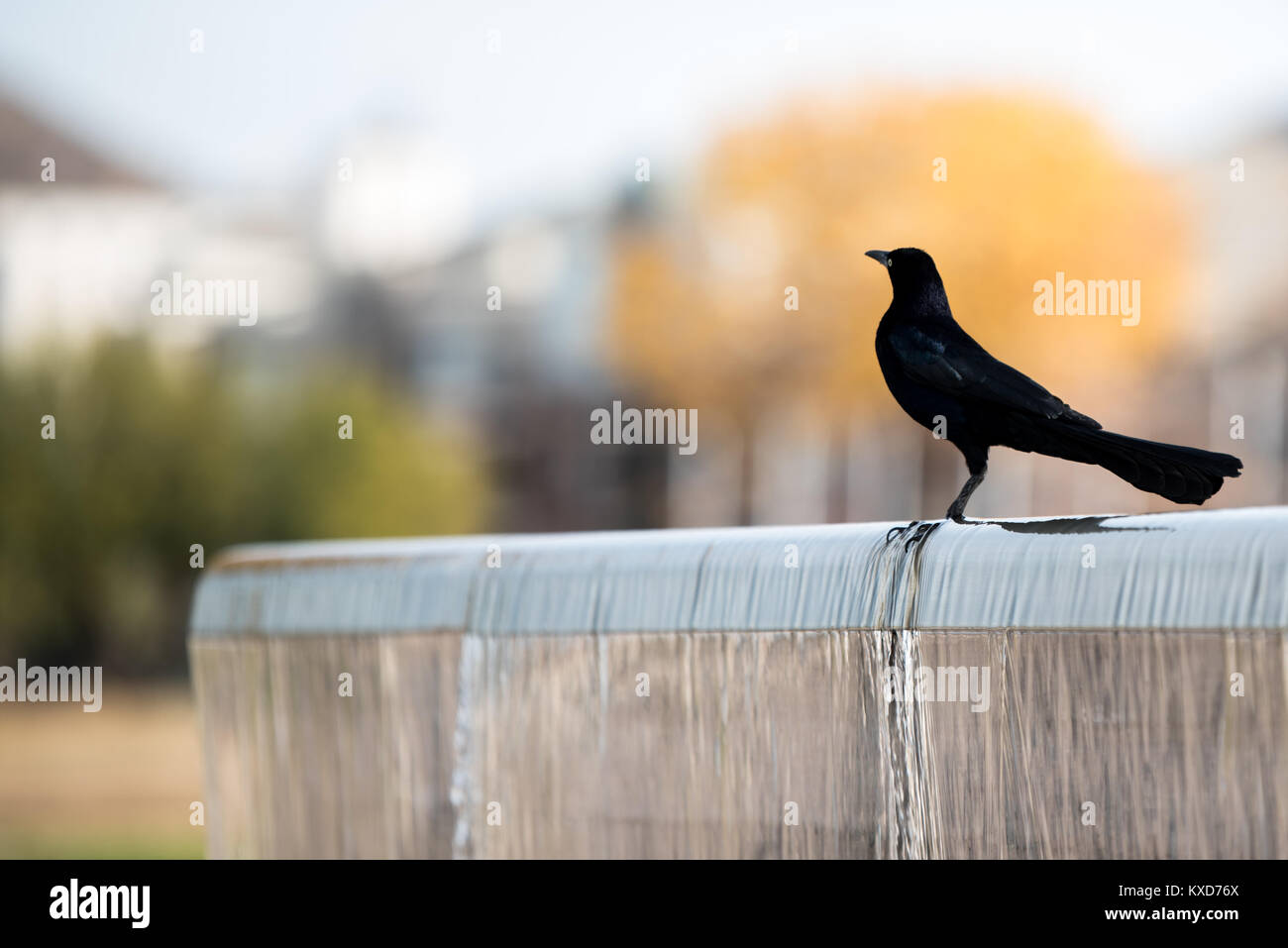 Black bird sitting on a wall with autumn color behind Stock Photo - Alamy