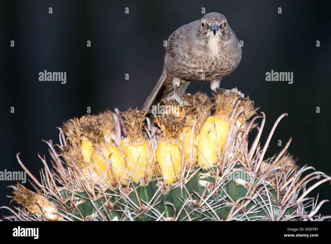 bird on cactus Stock Photo - Alamy