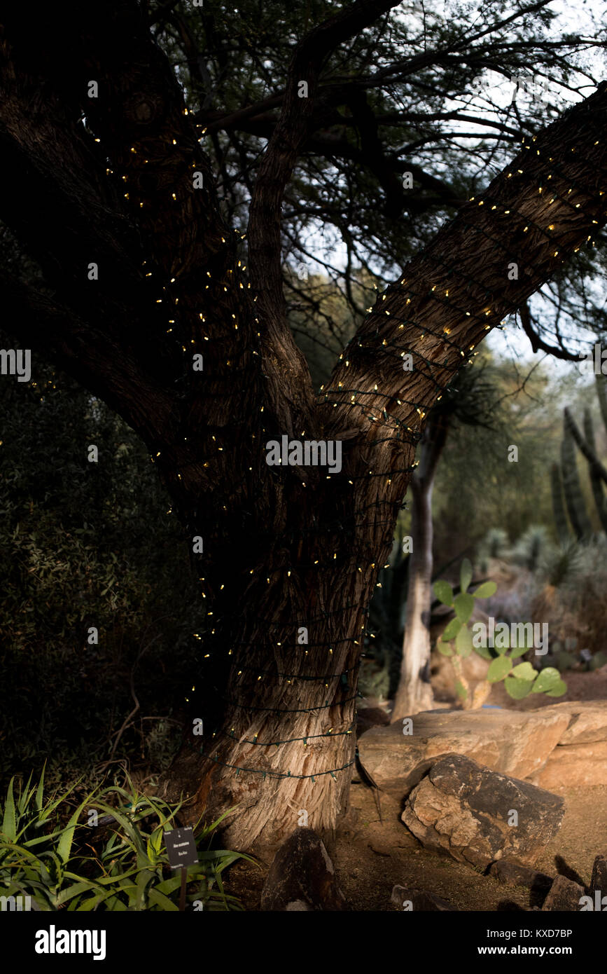 dark old tree with lights Stock Photo - Alamy