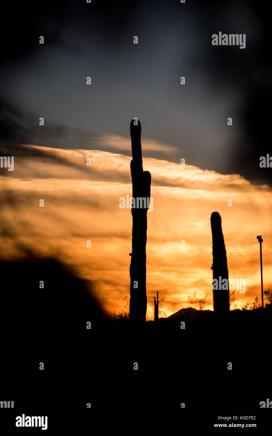 Cactus sunset in phoenix hi-res stock photography and images - Alamy