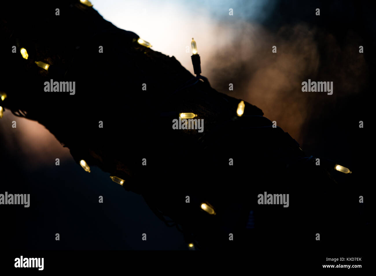 Silhouette light bulb tree hi-res stock photography and images - Alamy