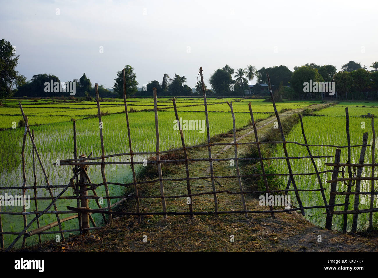 Wooden fence and water on the rice field in Laos Stock Photo - Alamy