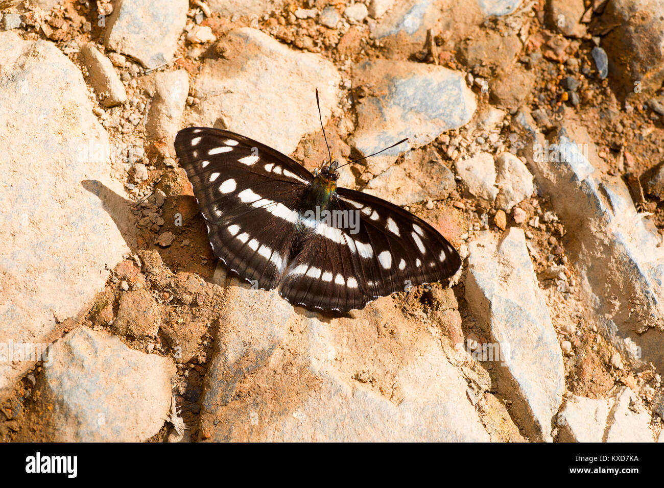 Himalayan butterfly hi-res stock photography and images - Alamy