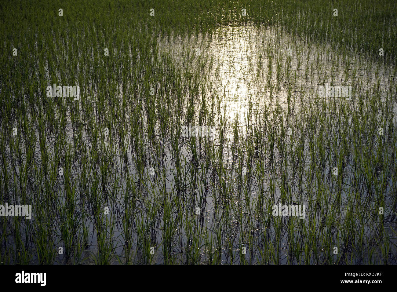 Water rice field High Resolution Stock Photography and Images - Alamy