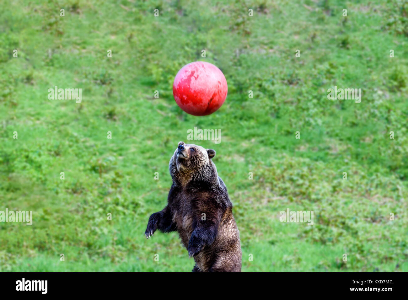 An animal, a brown bear, is having fun playing with a big red ball ...