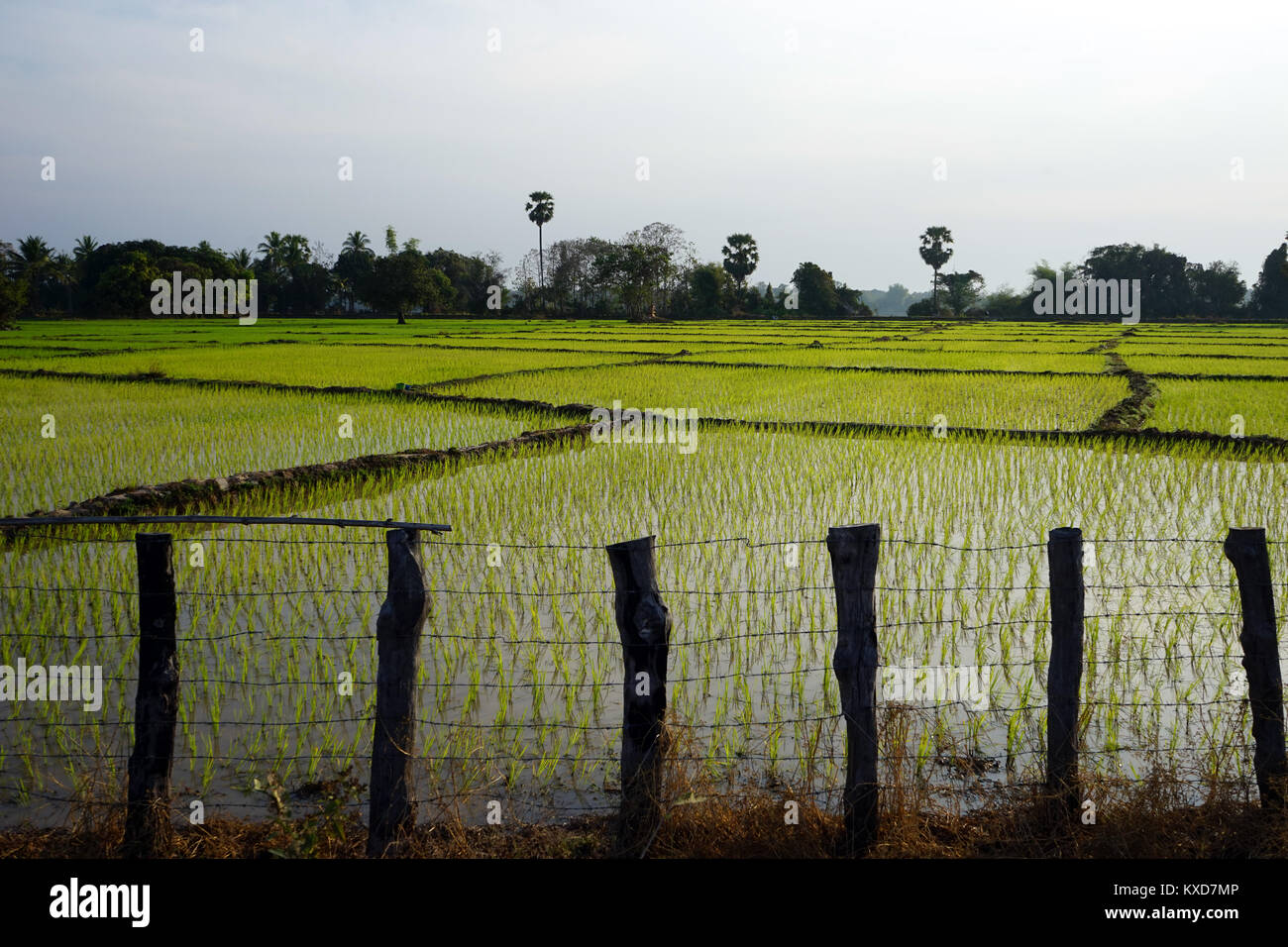 Wooden fence and water on the rice field in Laos Stock Photo - Alamy