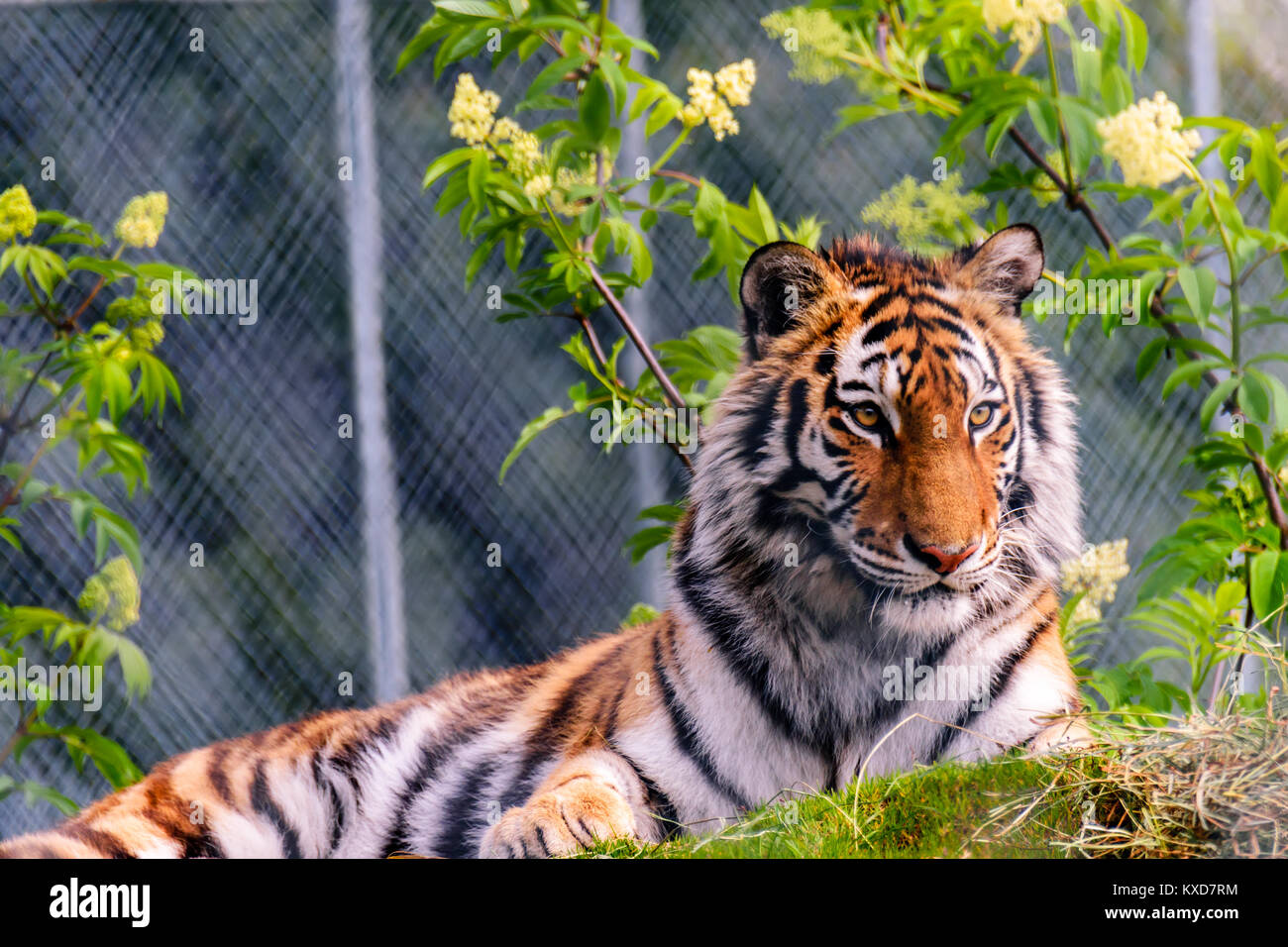 Wild animal, red striped tiger, with white stripes, lies on the grass ...