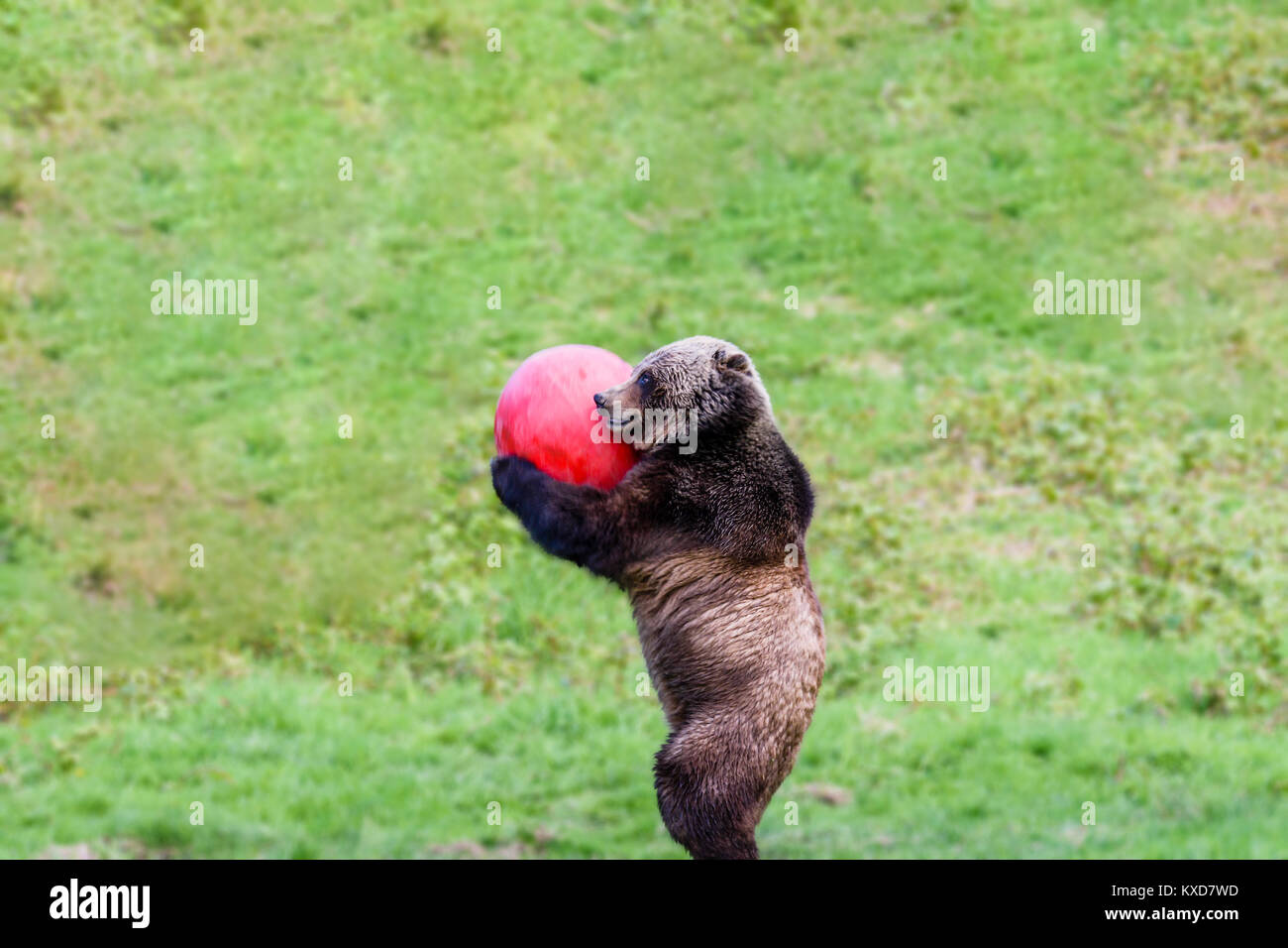 An animal, a brown bear, is having fun playing with a big red ball ...