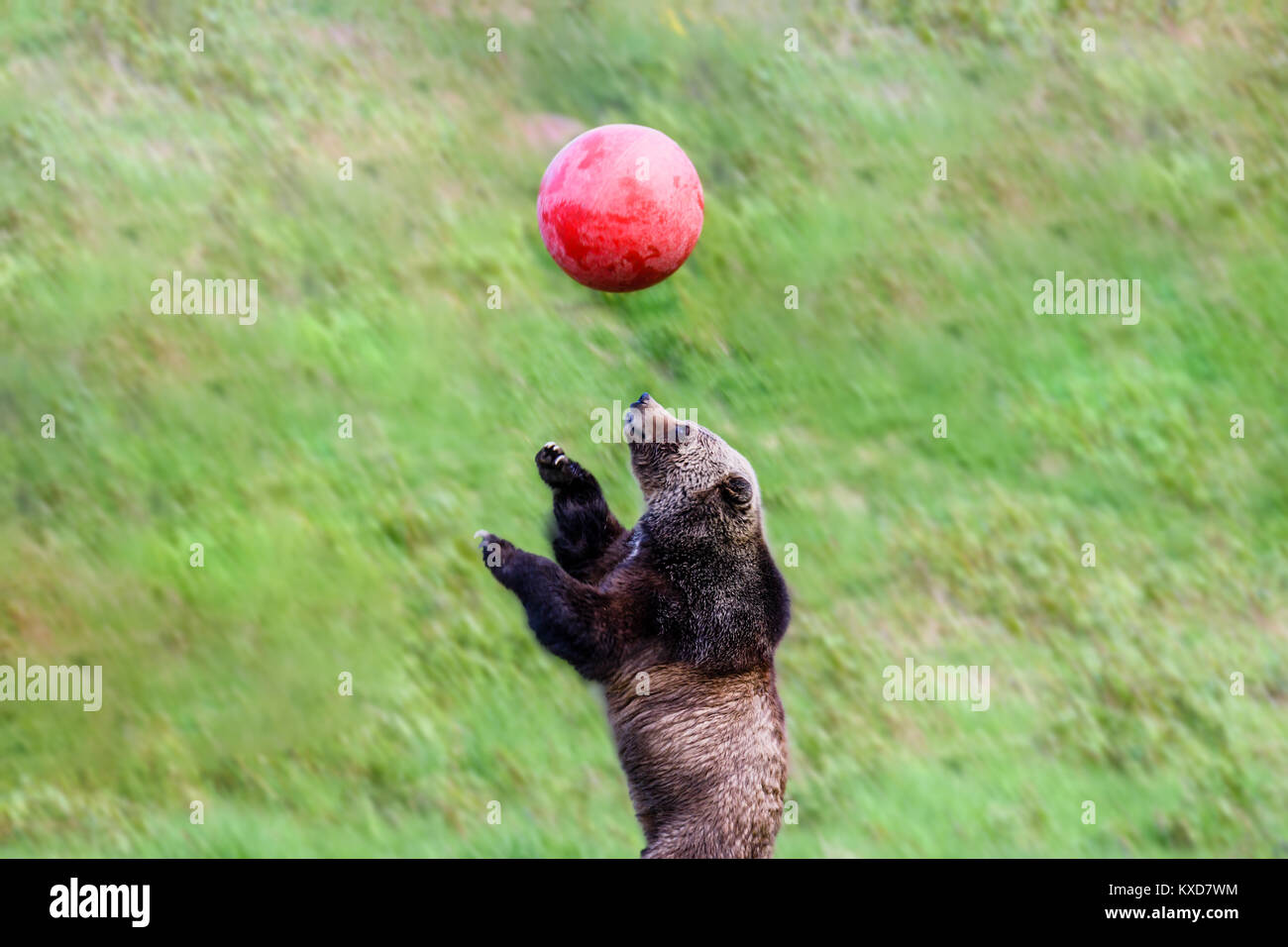 An animal, a brown bear, is having fun playing with a big red ball ...